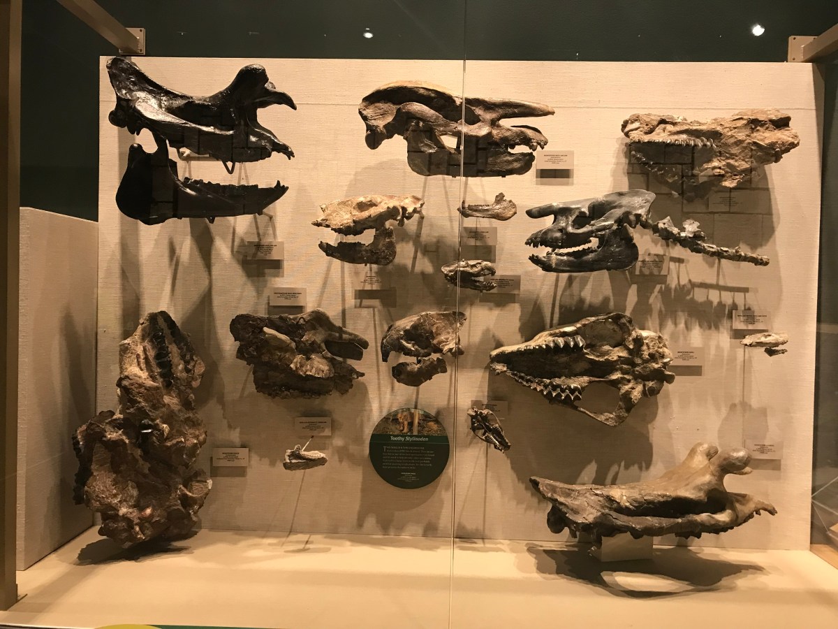 FHPR #3 ウインタテリウム – ケラトプスユウタの恐竜旅行ブログ