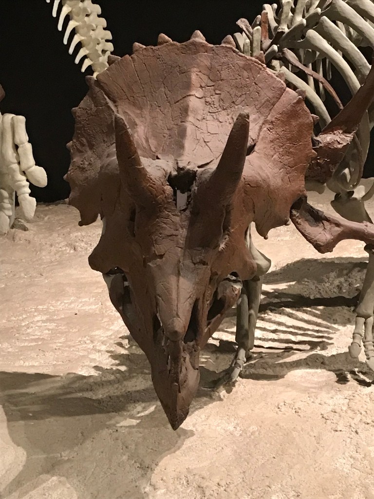 MOR #14 HALL OF HORNS AND TEETH / MOR 3027 – ケラトプスユウタの恐竜旅行ブログ