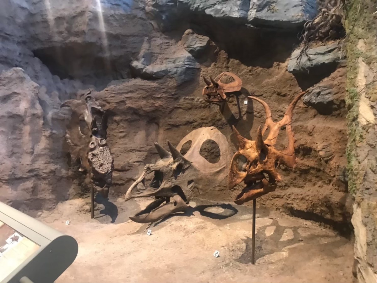 CM カーネギー自然史博物館 #7 角竜の多様性 – ケラトプスユウタの恐竜旅行ブログ